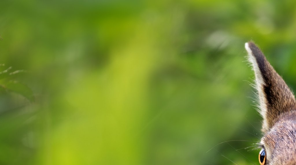 Horror as rabbits with ‘tentacles and horns’ are spotted - public ...