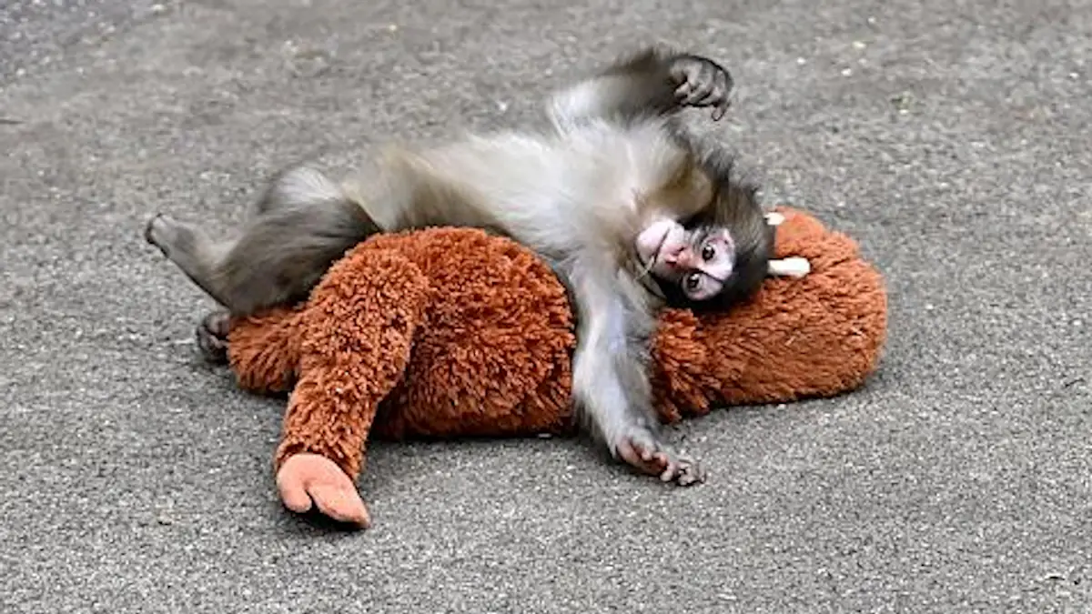 Zoo gives update on Punch the monkey amid concerns over his appearance