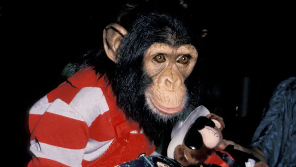 What happened to Michael Jackson’s monkey 'Bubbles' as update is shared