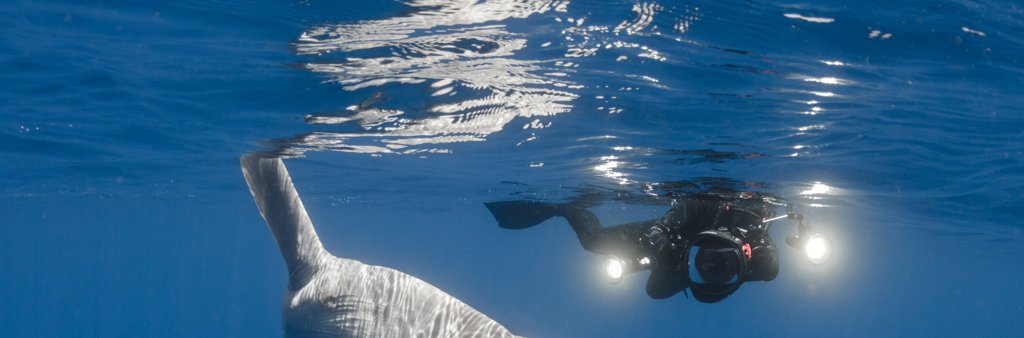 Mysterious 7-Foot Sea Creature That Washed Up On Oregon Beach Turns Out ...