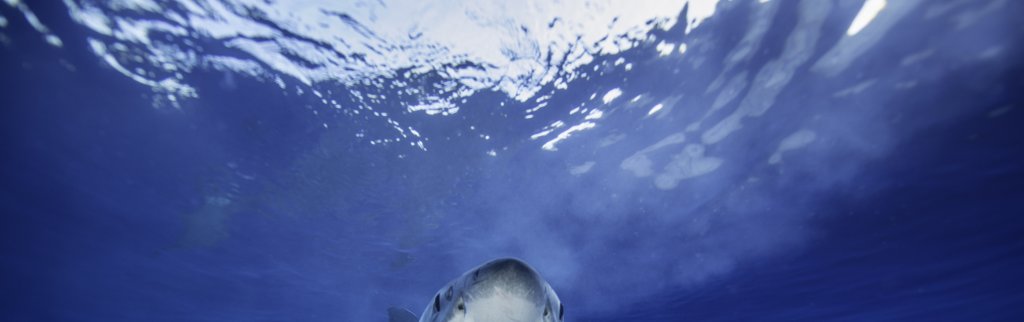 Horrific Details Emerge About Michigan Woman Eaten By Shark On Vacation ...