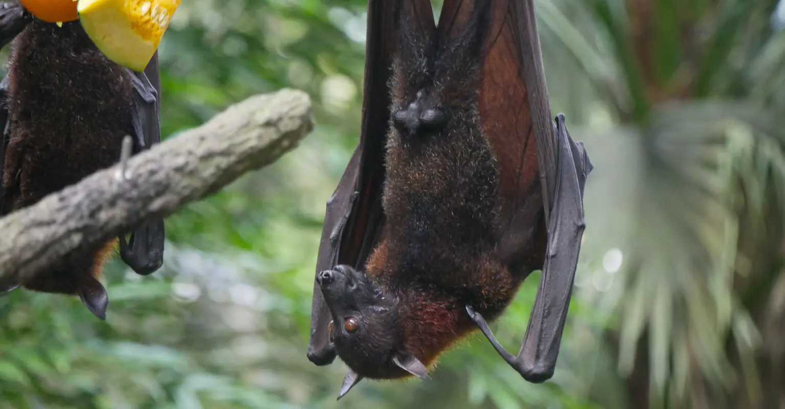 YouTuber reportedly faces years in jail after eating bat on camera